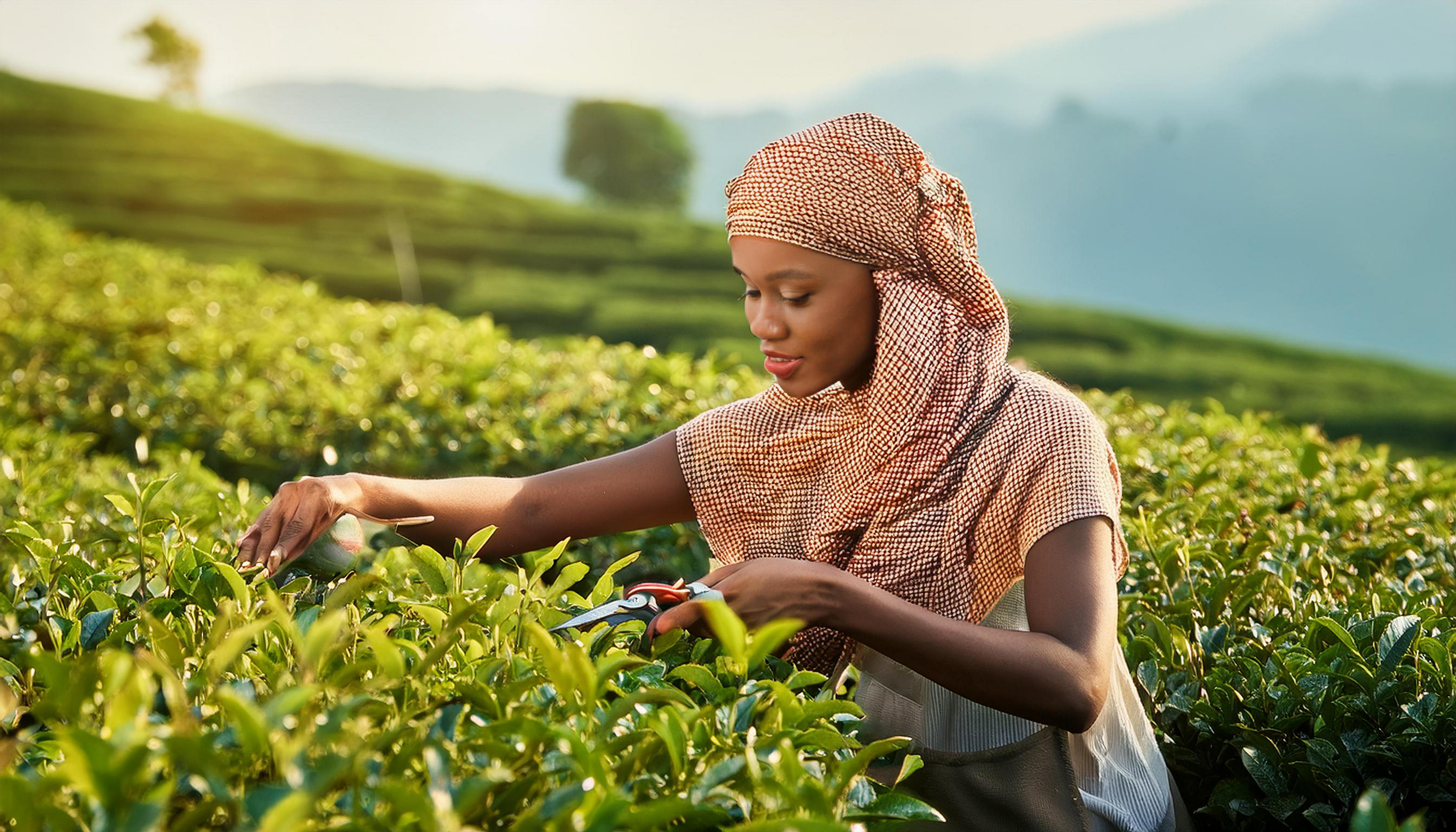 Tora Tea Plantation Tour | Bururi Sightseeing Packages - Burundi Tour